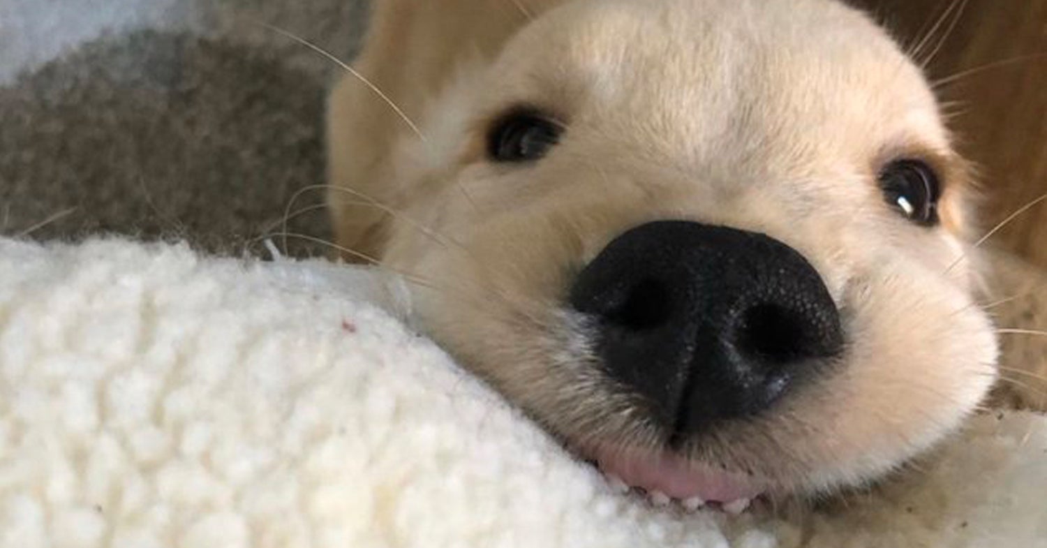 14 Of The Best Dog Posts From This Week