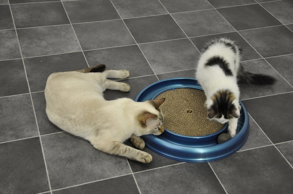 26 Things From Chewy That Pets Truly Love