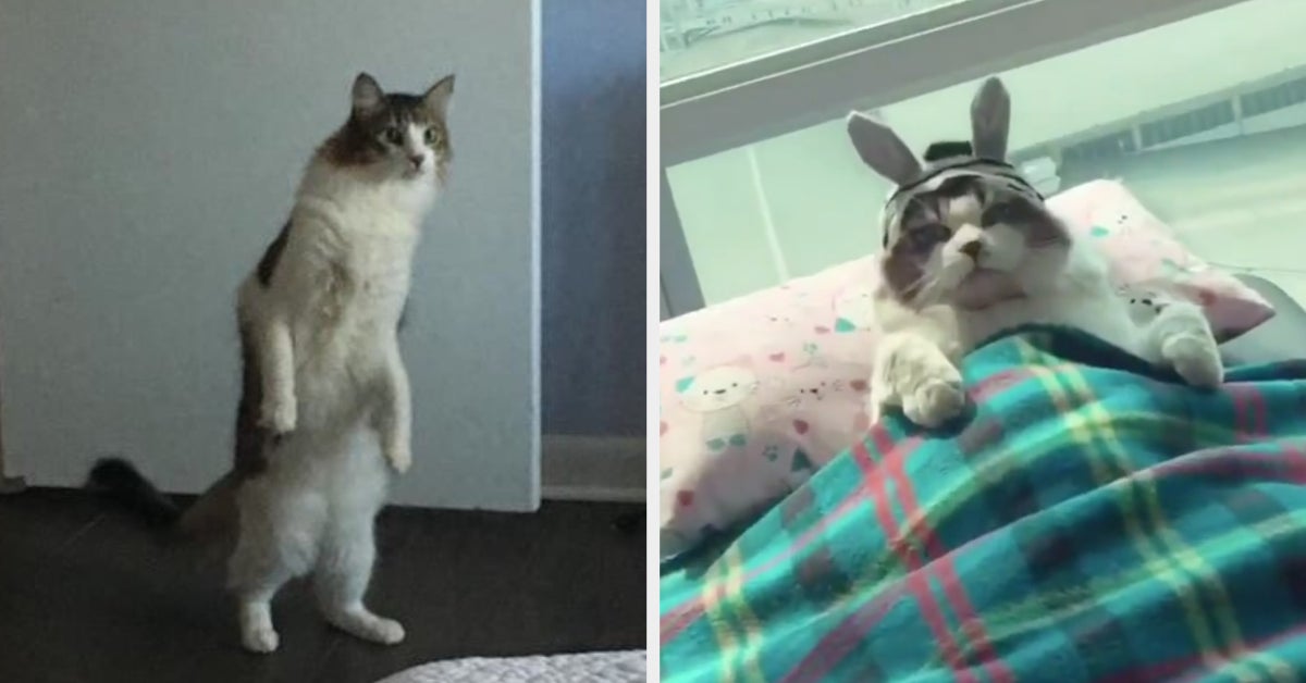 Cats Who Acted Suspiciously Human
