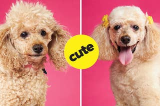 BISSELL (bissell) on BuzzFeed