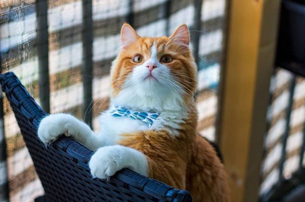 Here Are 26 Beautiful Cats To Bless Your Social Media Feed