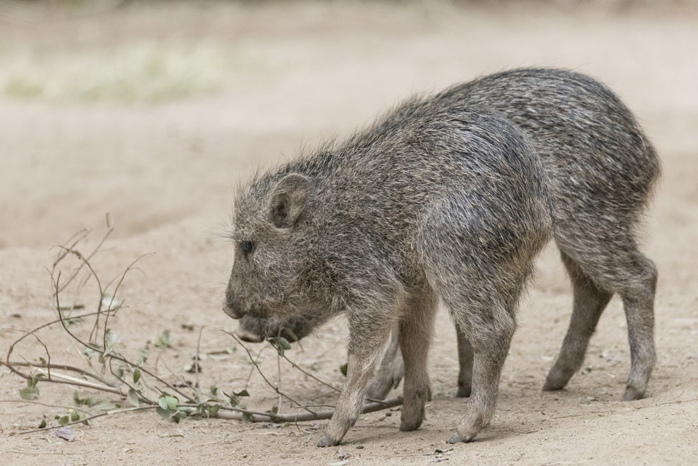 Ridiculously Adorable Animals You'll Wish You Knew About Sooner