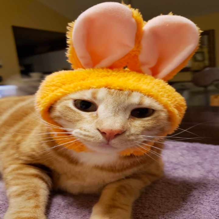 32 Products That Are So Cute I Almost Can't Stand It