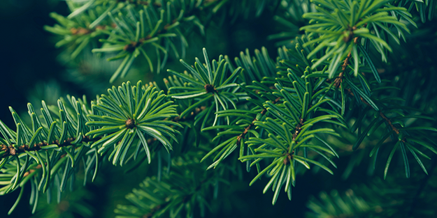 Would You Rather: Family Holiday Disasters Edition