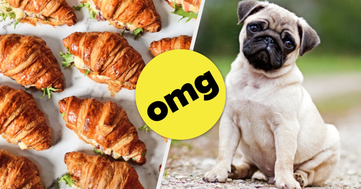 Quiz: Make A Sandwich And We'll Tell You What Type Of Dog You Are