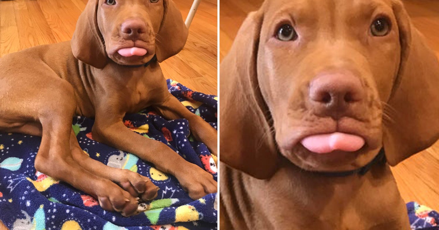 16 Adorable Dog Posts To Jumpstart Your Week