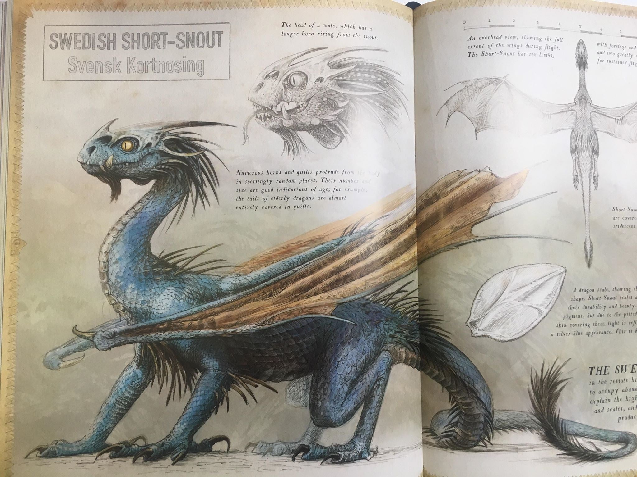 Swedish Short Snout Dragon