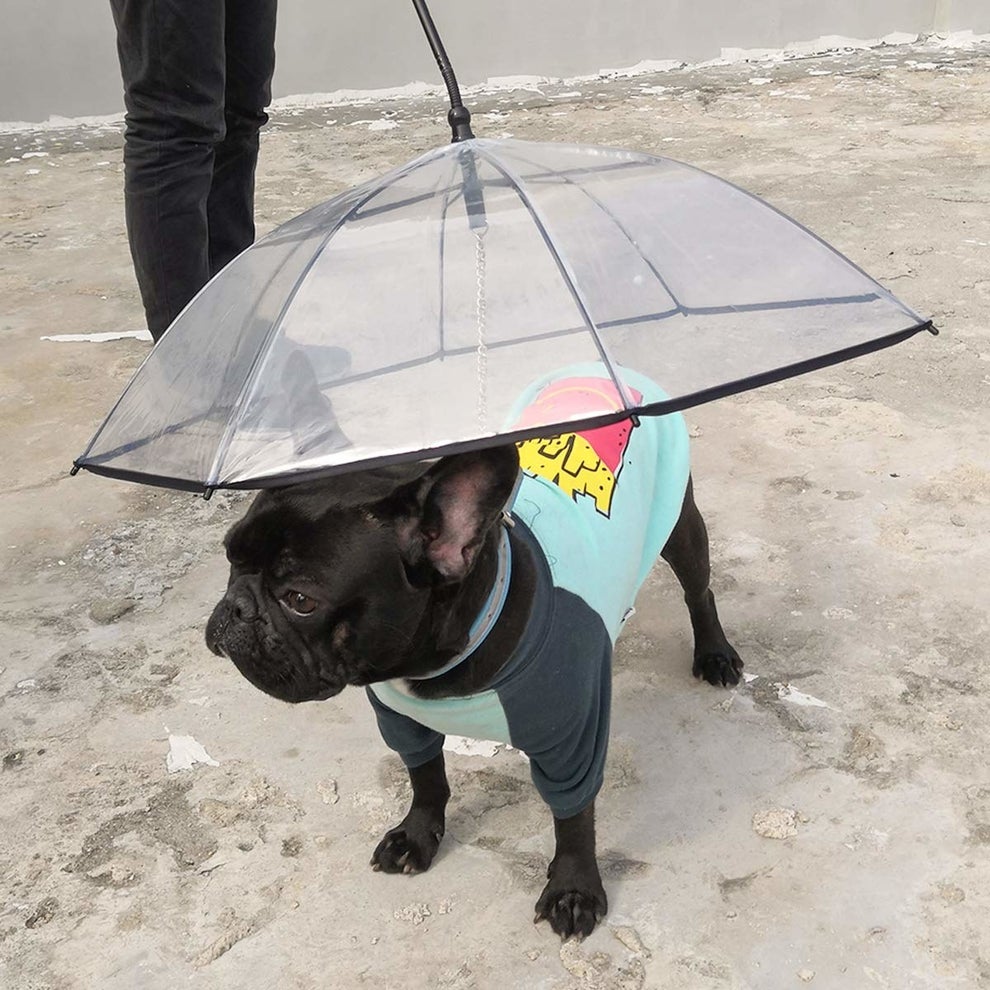 31 Silly Purchases That’ll Probably Cause People To Give You More ...