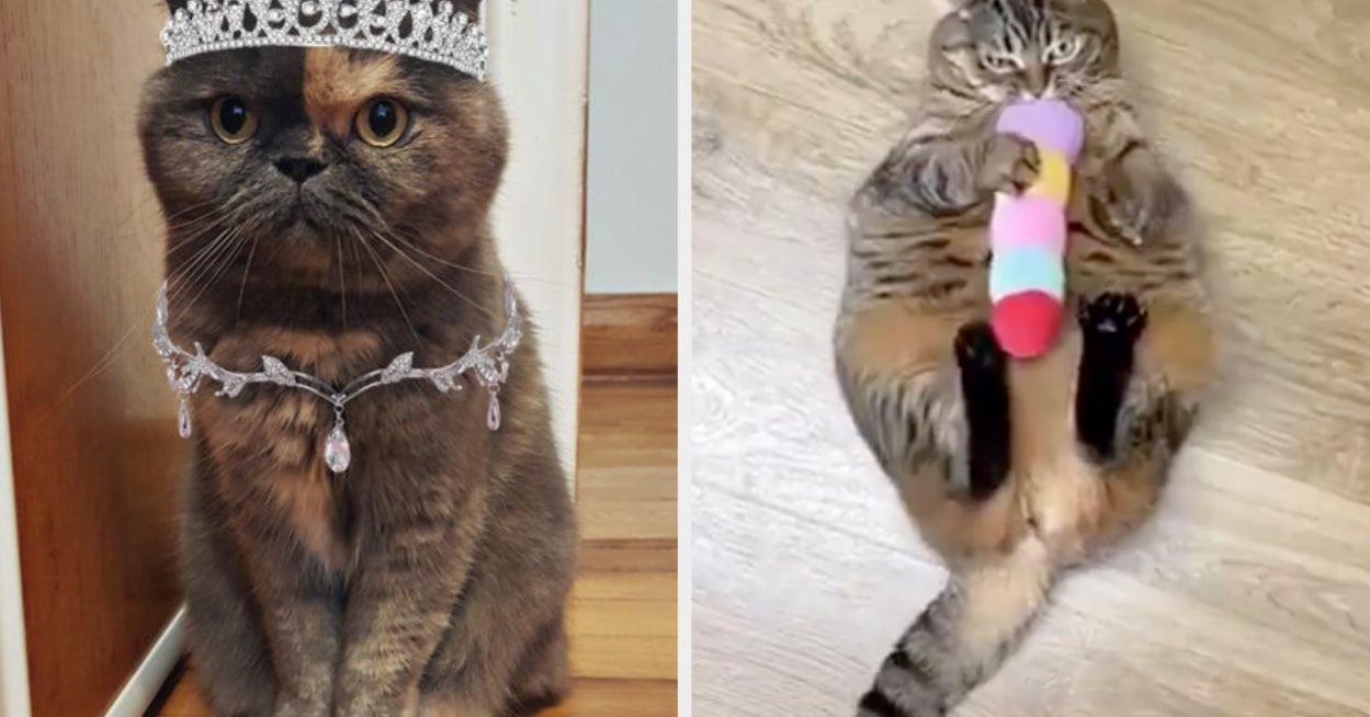 The Best Cat Posts From This Week — October 9, 2019
