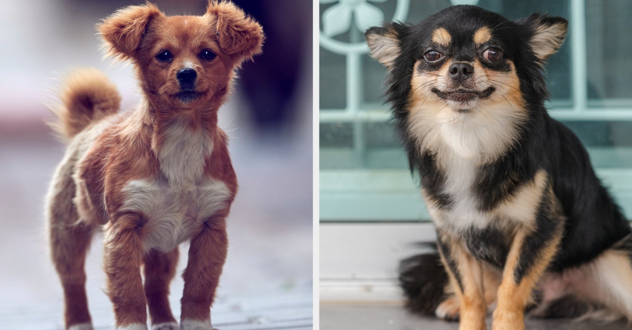 Escoge entre estos cachorros y te diremos si eres introvertido o ...