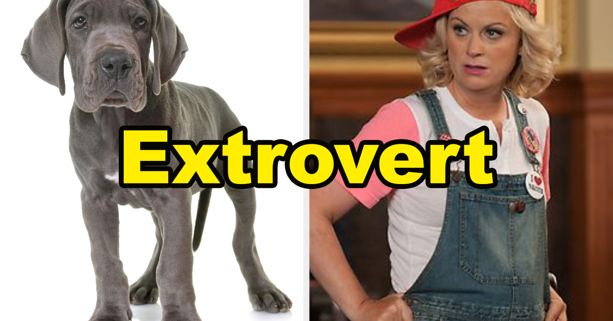 This Puppy Quiz Will Tell You Whether You're An Introvert Or Extrovert