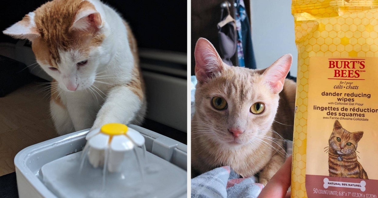 25 Problem-Solving Products From Amazon For Cat Owners