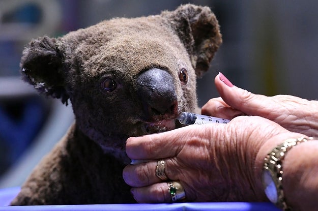 Koalas Being Burned By Australia's Bushfires
