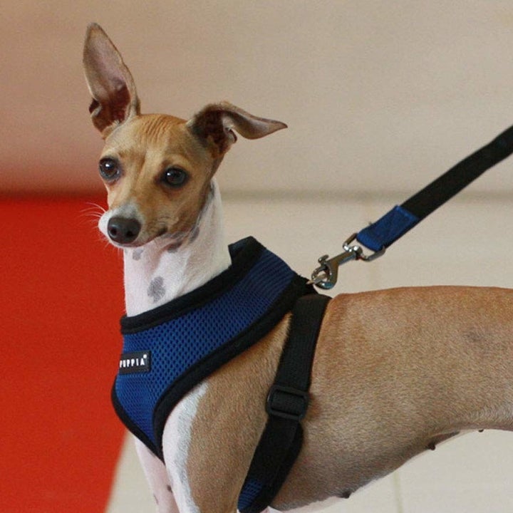 23 Gifts For Your Tiny Dog