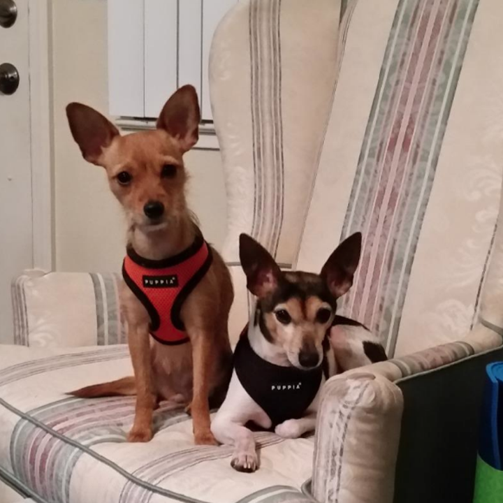 23 Gifts For Your Tiny Dog