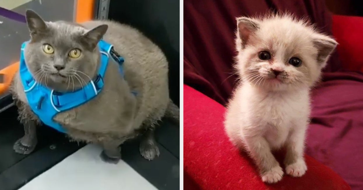 The Best Cat Tweets From 2019