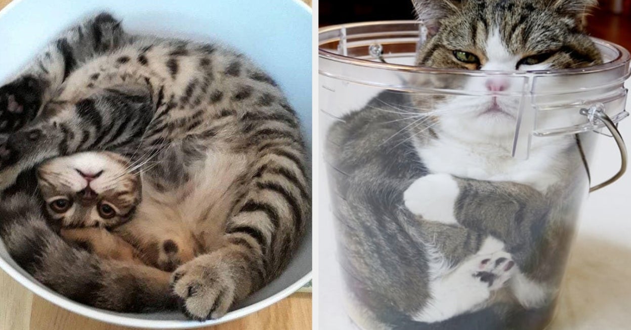 Liquid Cats Whose Bodies Can't Be Explained By Science