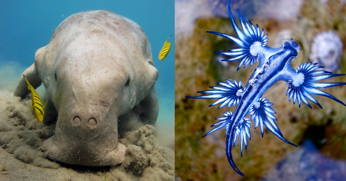 ¿Puedes sacar 10 en este quiz de los animales más raros del mundo?