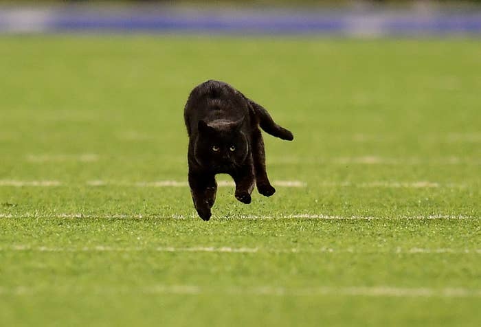 The Black Cat On The Field During The Giants–Cowboys "Monday Night ...