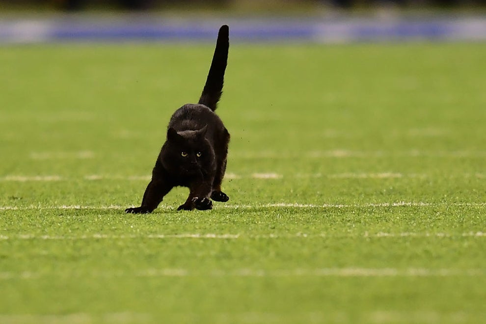 The Black Cat On The Field During The Giants–Cowboys "Monday Night ...