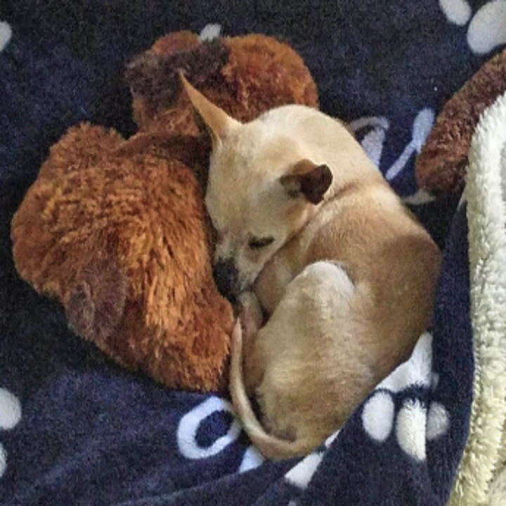 46 Things For Anyone Who's Obsessed With Their Pet