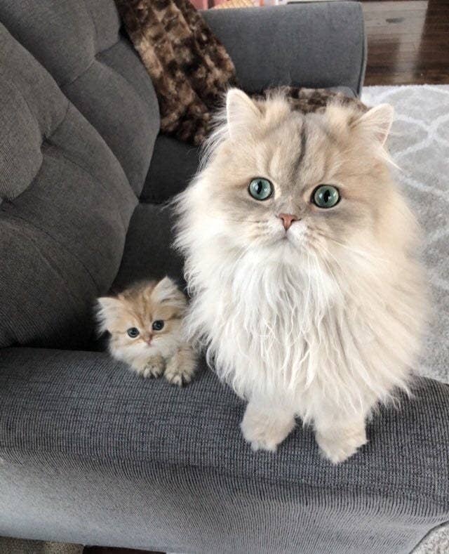 The Best Cat Posts From This Week — Nov. 6, 2019