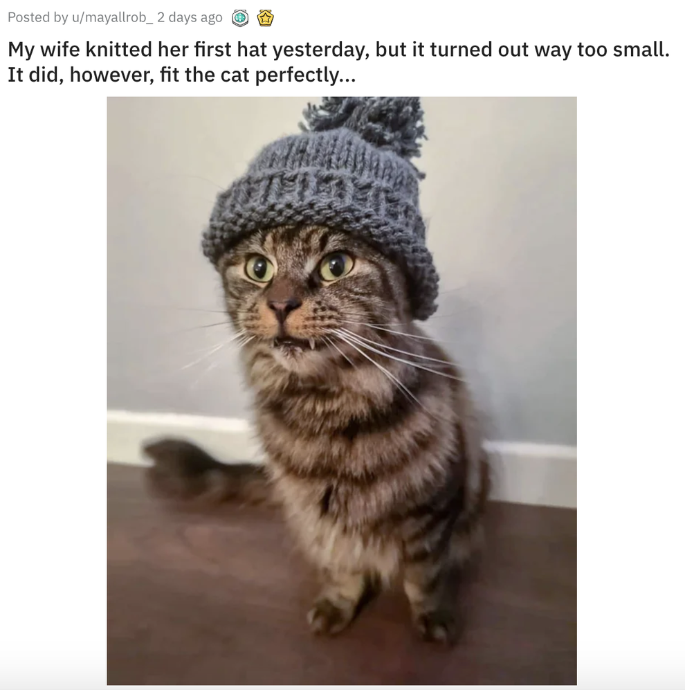 The Best Cat Posts From This Week — Nov. 6, 2019