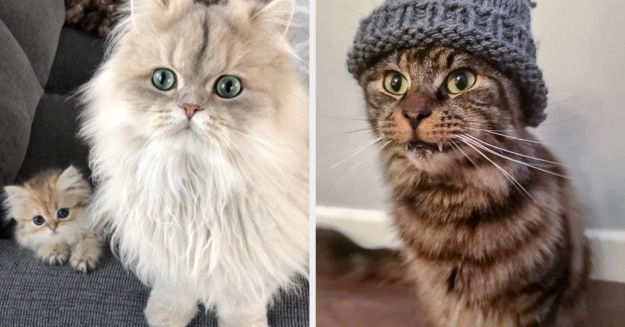 The Best Cat Posts From This Week — Nov. 6, 2019