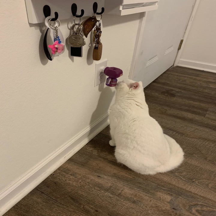 23 Problem-Solving Products For Cat Owners