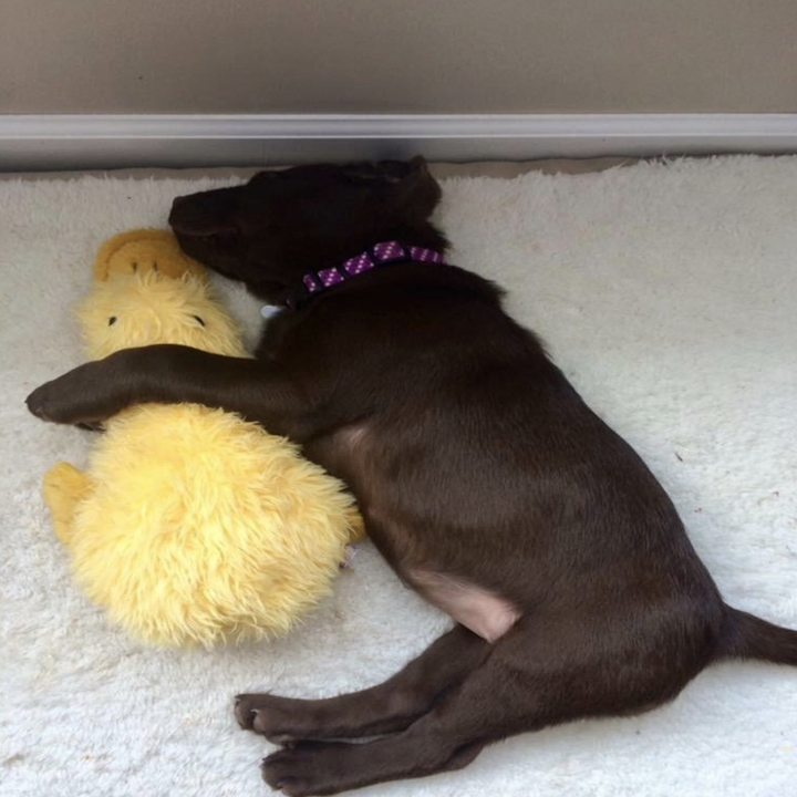 25 Pet Products Your Fur Babies Should Have In The New Year