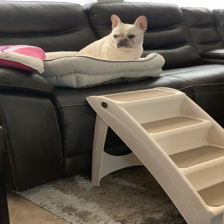 25 Pet Products Your Fur Babies Should Have In The New Year