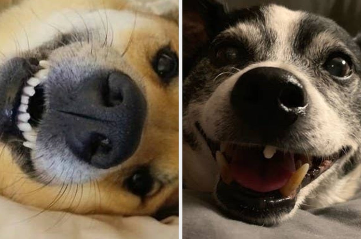 50 Sets Of Dog Teef That Will Instantly Make Your Day Better, I ...