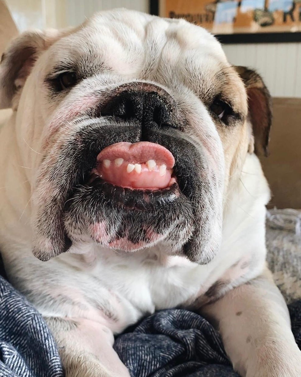 50 Sets Of Dog Teef That Will Instantly Make Your Day Better, I ...