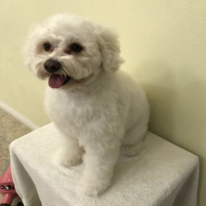 25 Pet Products Your Fur Babies Should Have In The New Year