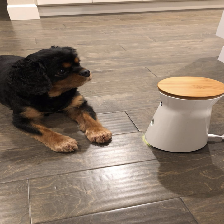 25 Pet Products Your Fur Babies Should Have In The New Year