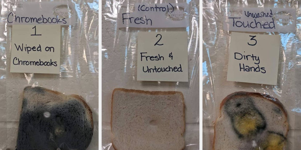 bread mold experiment results