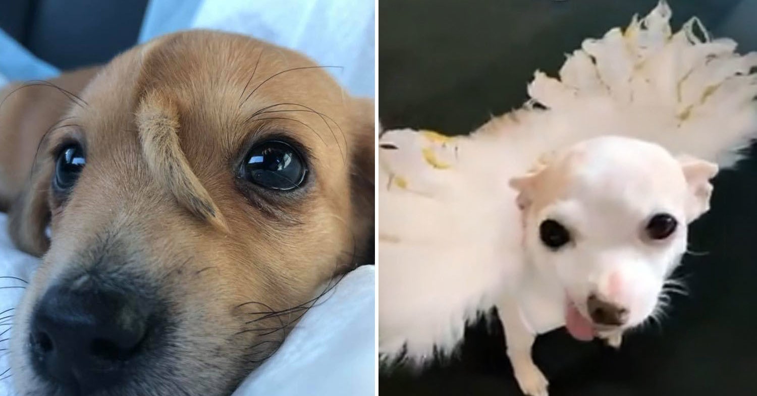 The 59 Most Important Dog Tweets Of 2019