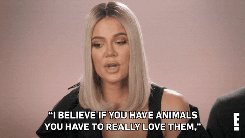 What Are The Best Problem-Solving Products Every Pet Owner Should Own?