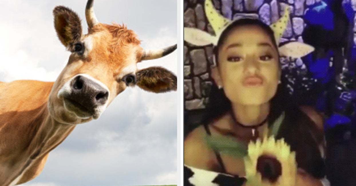 Quiz: What Percent Cow Are You?