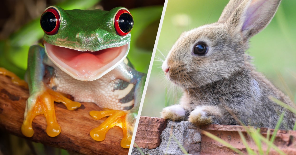 Quiz: Choose Cute Animals To Reveal Your Favorite Color