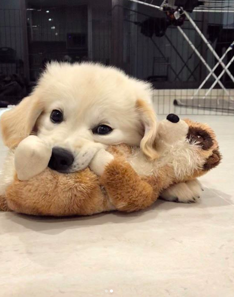 14 Dog Posts To Make You Smile A Little Bigger This Week