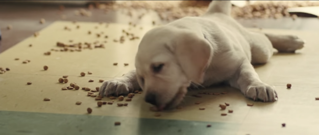 Quiz: Can You Actually Remember The Names Of These Movie Dogs?