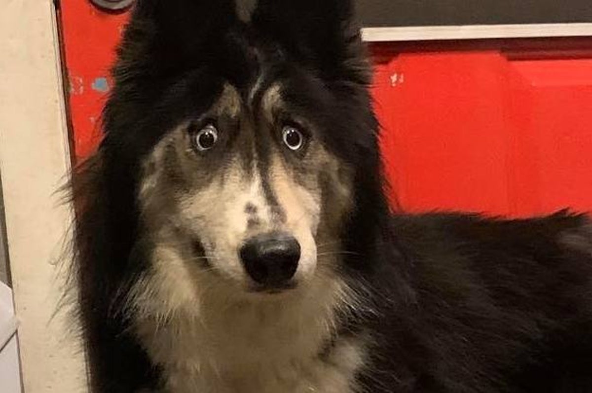 This Husky Was Given Away For Looking Weird But Now She's Captured ...