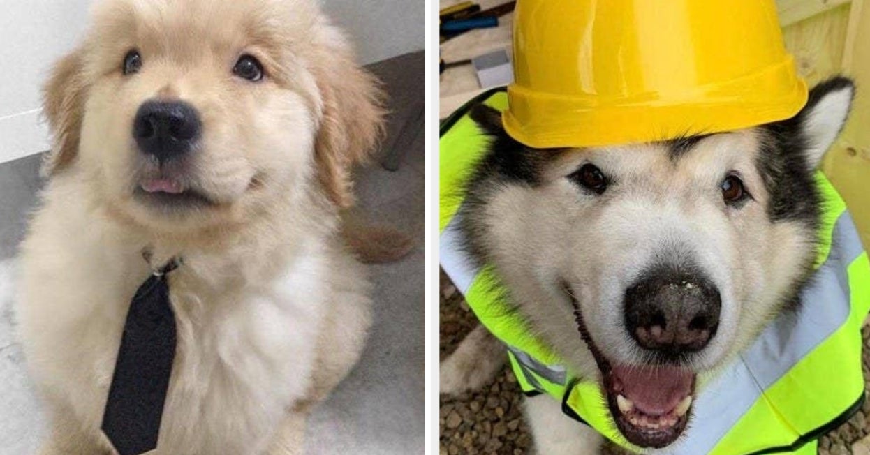15 Dogs Who Deserve Employee Of The Month