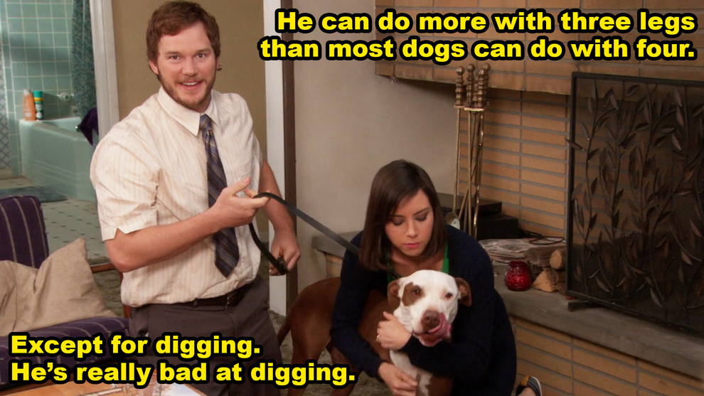 19 Three-Legged Pets Who Are Thriving