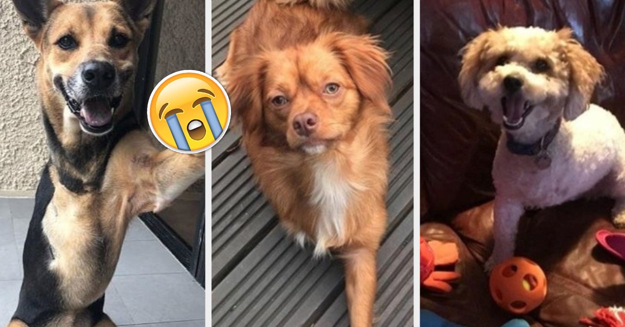 19 Three-Legged Pets Who Are Thriving