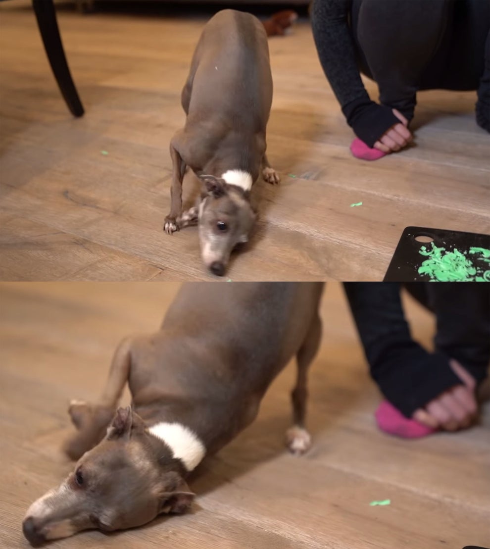 17 Jenna Marbles Kermit The Dog Moments