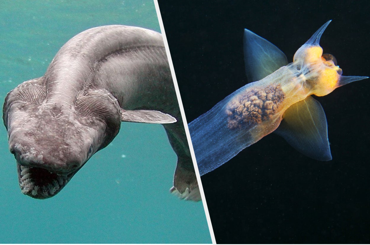 14 Ocean Creatures That Show Just How Wild The Earth Actually Is
