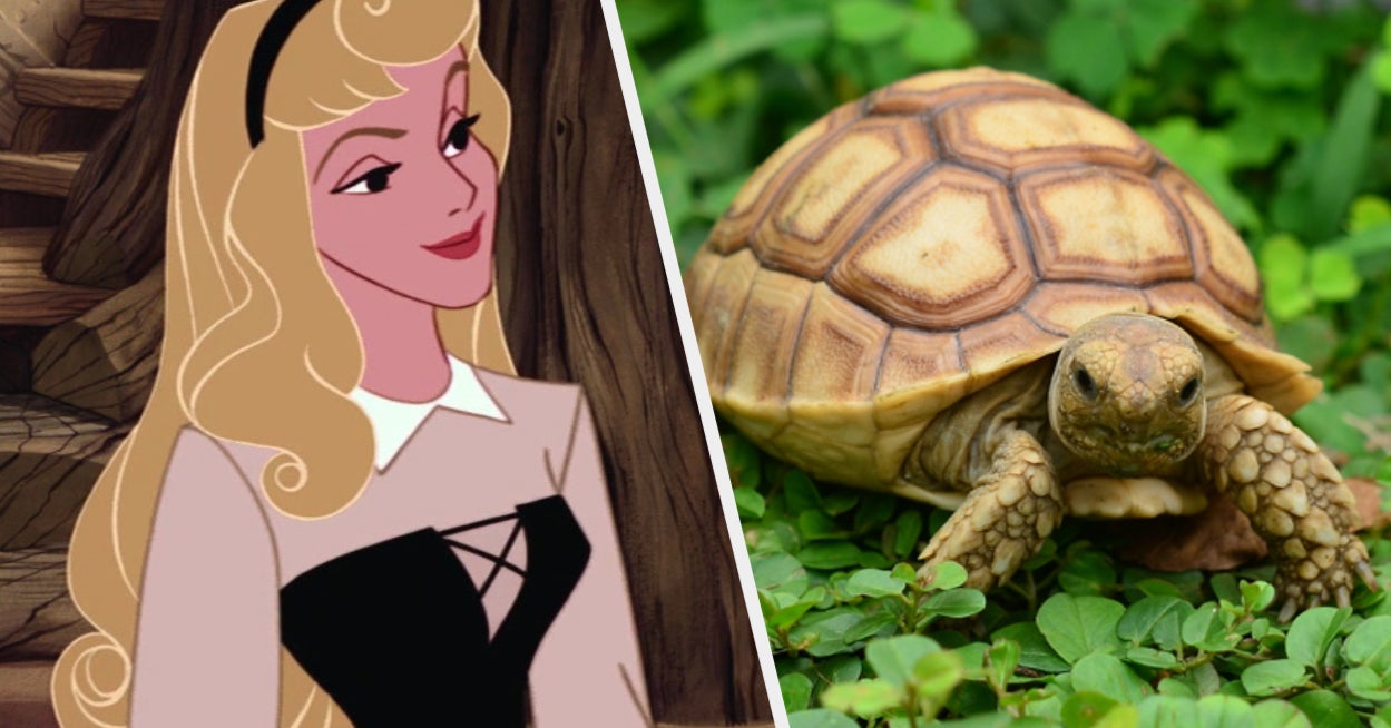 Quiz: Are You A Turtle Or A Tortoise Based On The New Disney Princess ...
