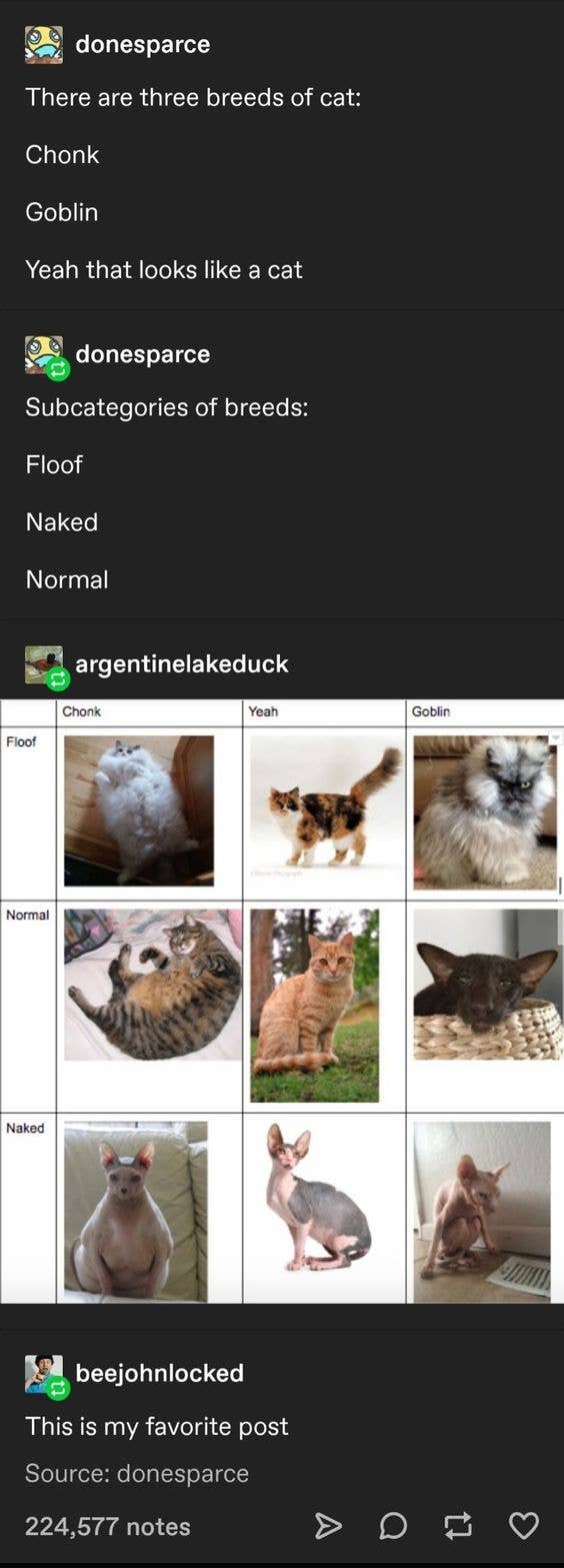 Cats Collage Tumblr